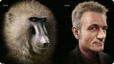 Archicebus achilles, primata descoberto na China pode ser o mais antigo ...